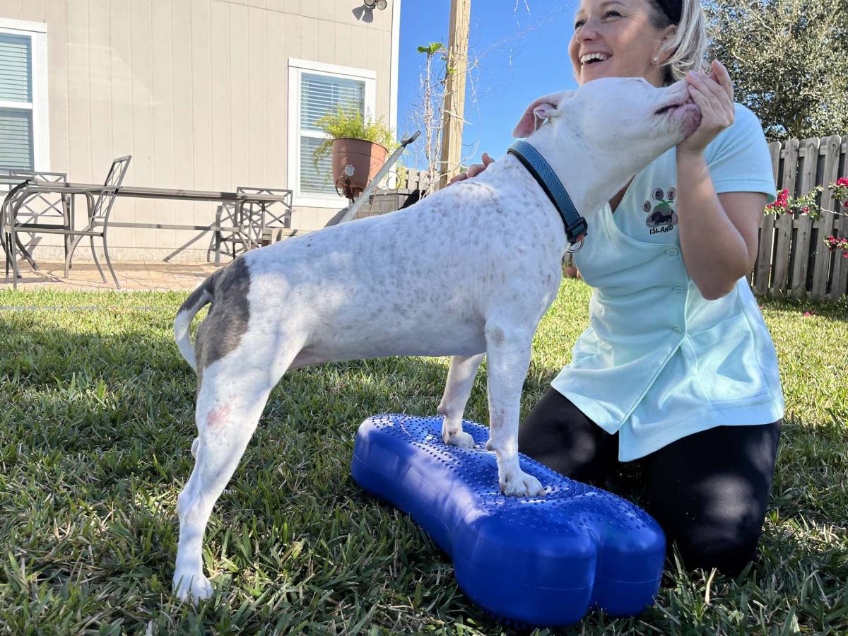 Dog Physiotherapy: Active Movement & Stabilization